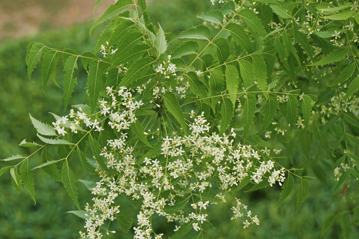 Neem – The sacred tree of Ayurveda - All About Neem