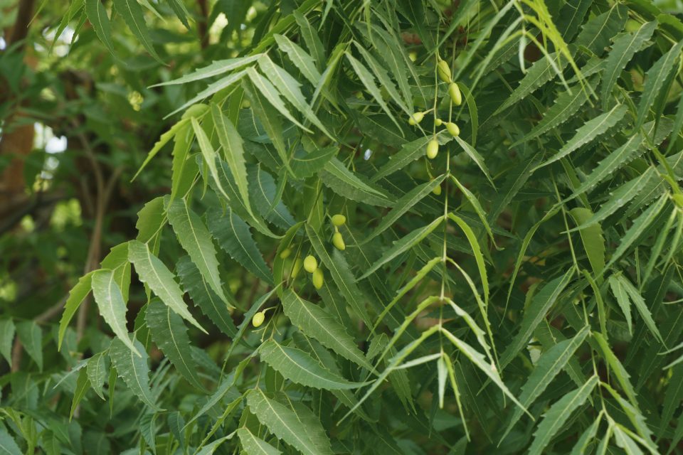 Neem – The sacred tree of Ayurveda - Carrier of Light