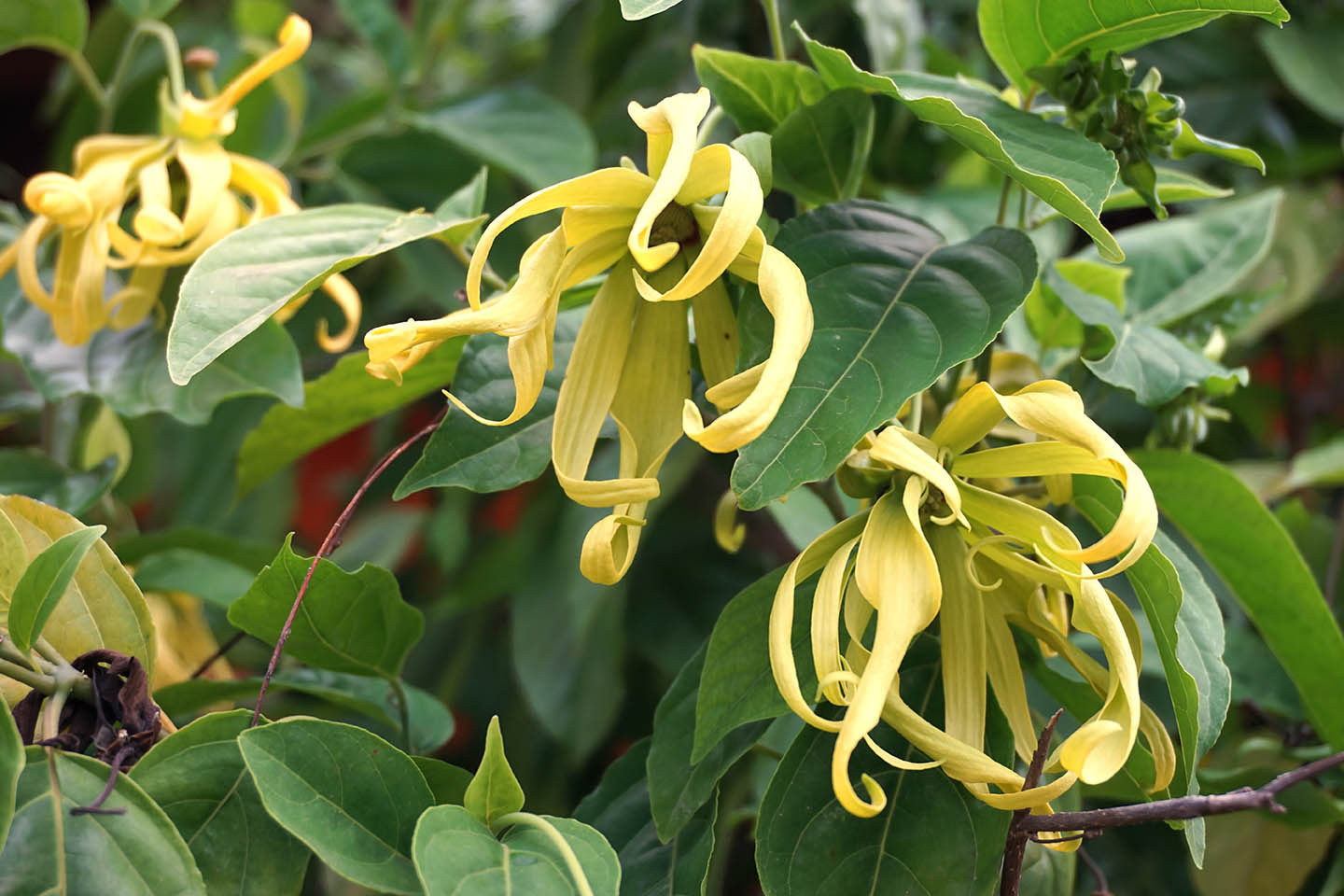 Ylang Ylang – a Flower from Heaven - Carrier of Light