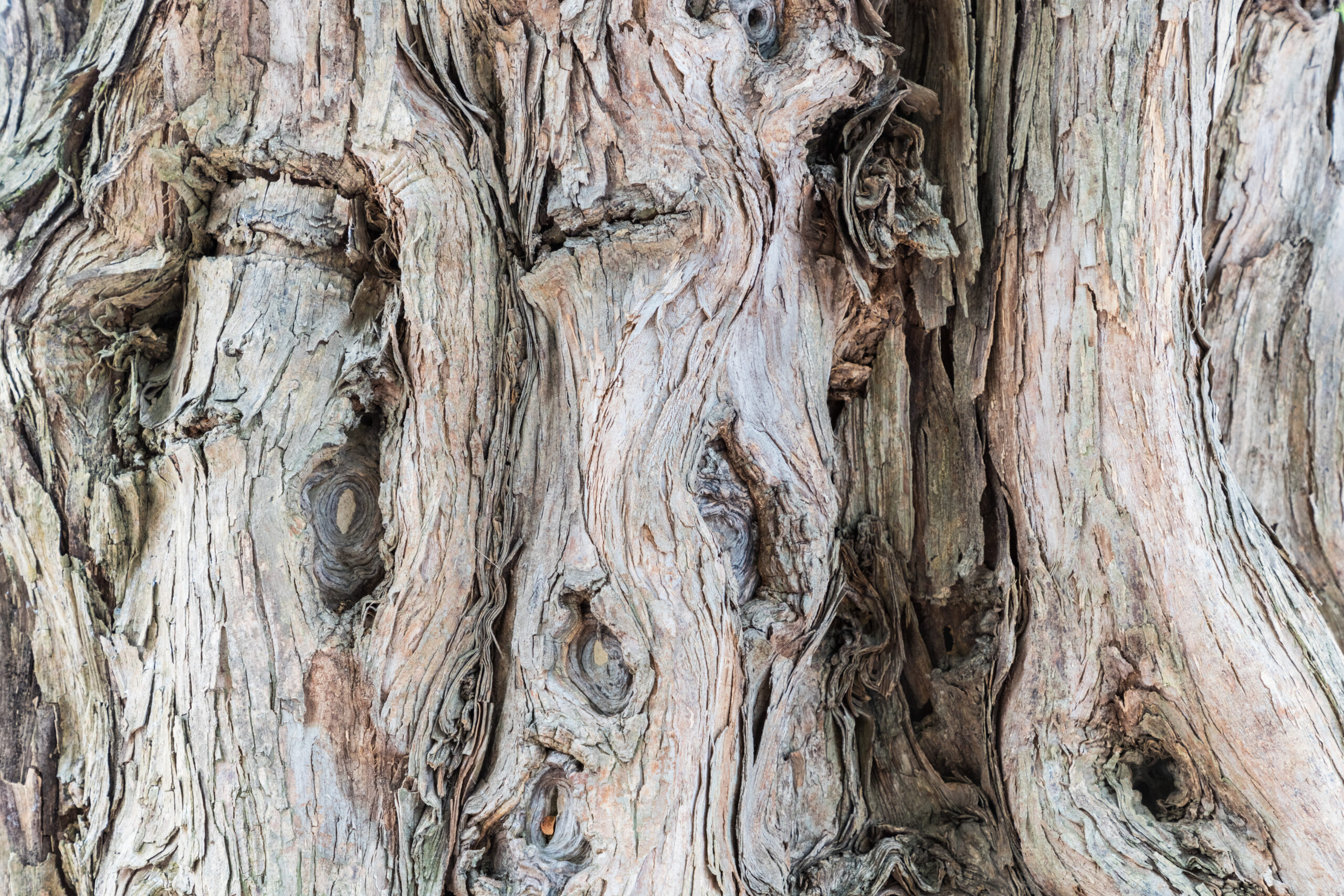 Sandalwood – Fragrance from Beyond - Carrier of Light