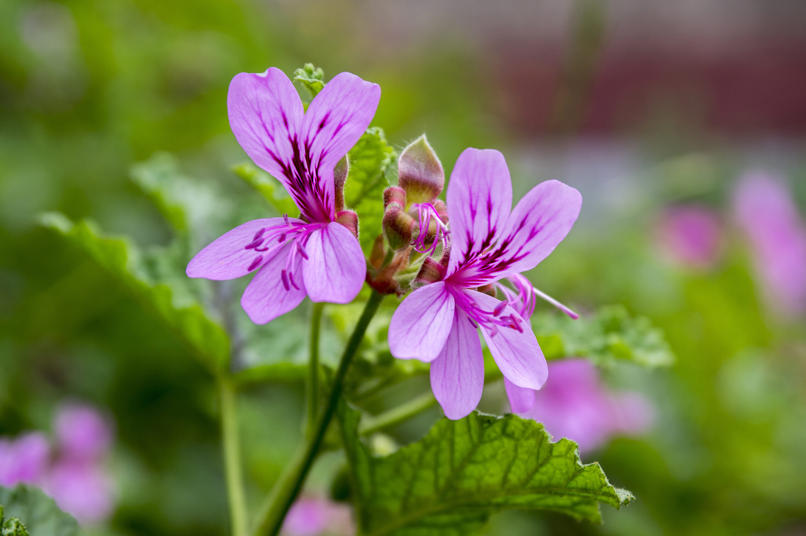 GERANIUM – animate, uplift, relax - Carrier of Light