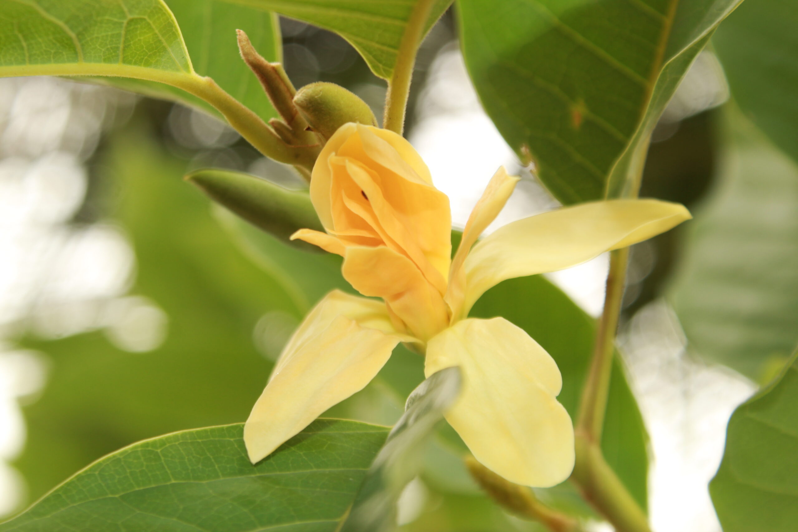 Champaca (Magnolia champaca) - Träger des Lichts